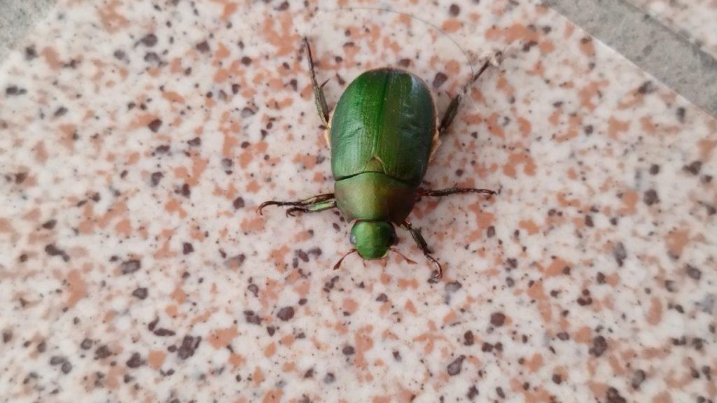 コンピューターランタイム アプリをインストールする？ | wnkhs.net