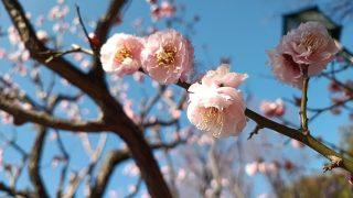 FOSSiBOT F102 を3か月持ち歩いて使ってみた感想 | wnkhs.net